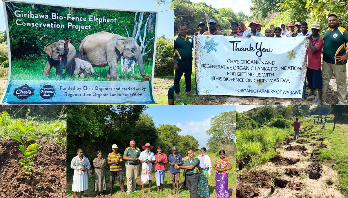Project 1: Giribawa Elephant Bio Fence – Regenerative Organic Sri Lanka
